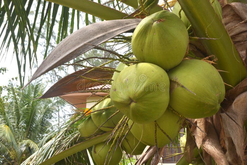 Coconut on the tree stock image. Image of shell, glass - 76871765