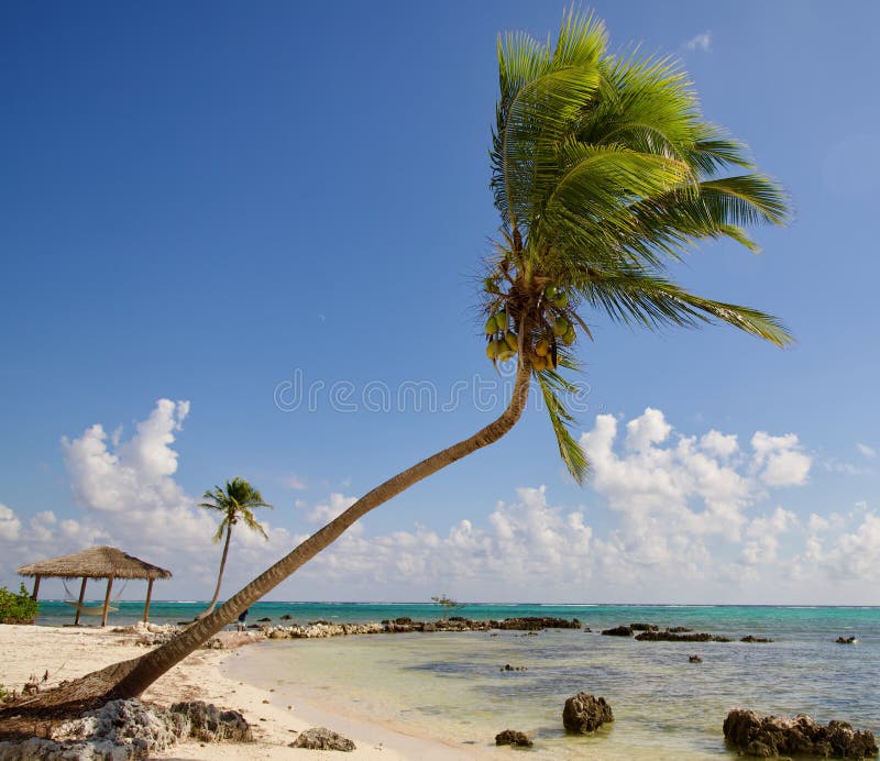 Majestic Coconut Tree stock image. Image of blue, horizon - 263362449