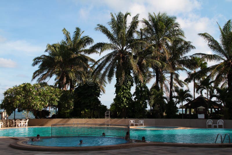 Coconut Tree beside the Pool Stock Image - Image of botany, trees: 64780411