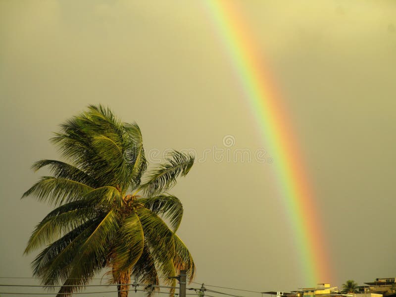 The Coconut Tree and the Rainbow in the Afternoon Stock Image - Image ...