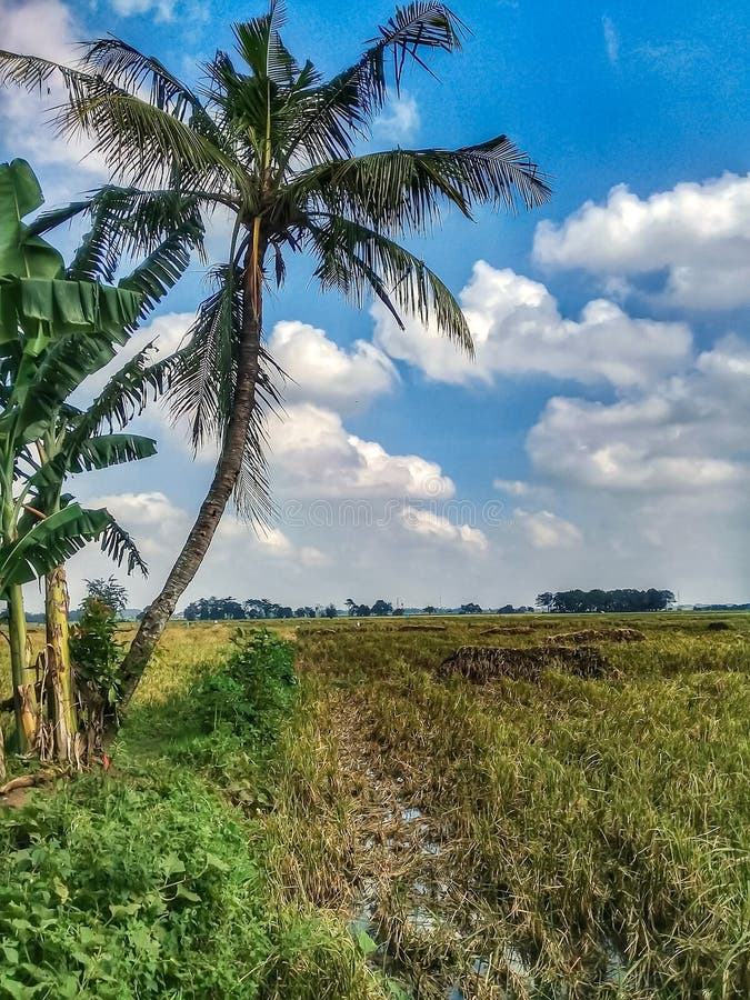 Coconut Tree Rice Field Landscape Stock Photo - Image of rice, field ...
