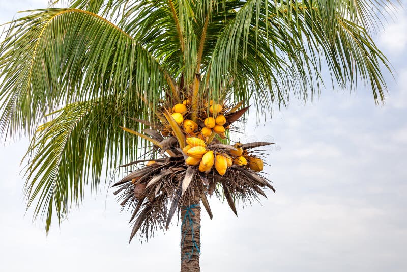 Coconut Tree with Ripe Coconuts Stock Image - Image of pangkor, ripe ...