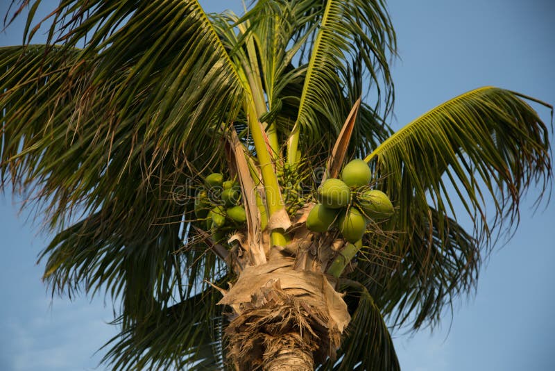 Coconut Tree stock image. Image of bark, food, nature - 81697367