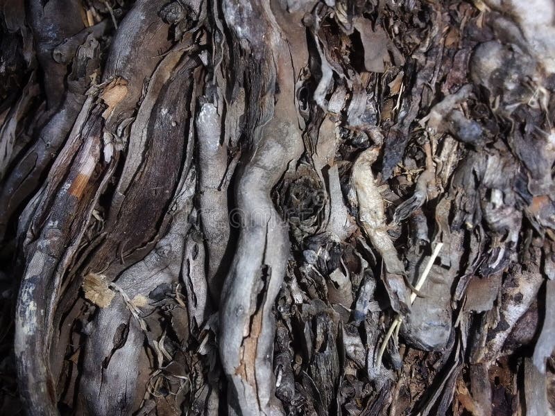 Coconut Tree Root Structure Seen Up Close Stock Image - Image of root ...