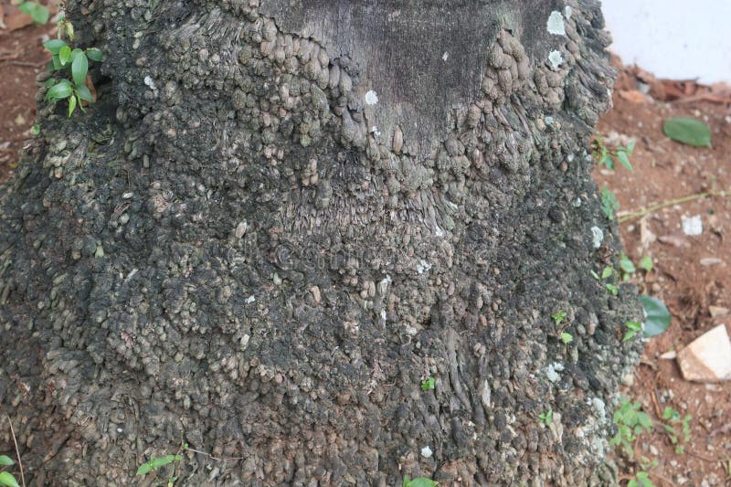 Coconut tree roots stock image. Image of coconut, leaf - 278105189