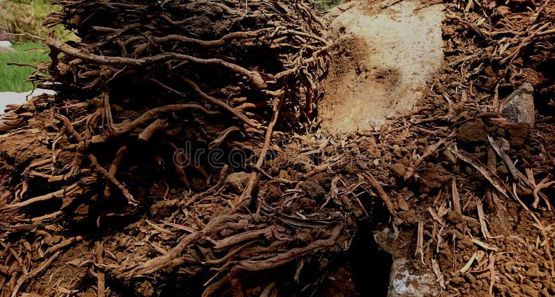 Coconut Tree Roots after Felling Stock Image - Image of root, sunlight ...