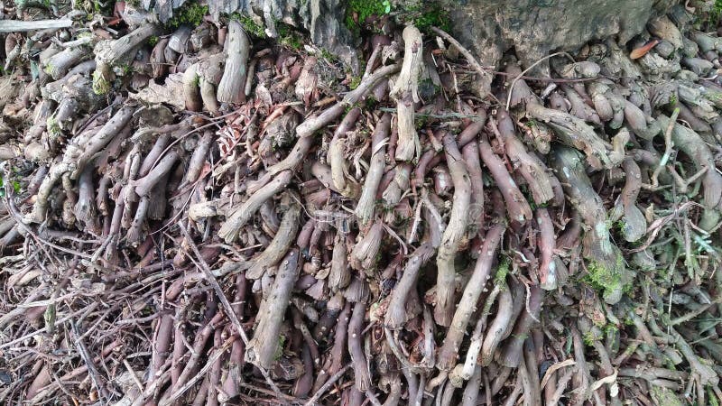 Coconut Tree Roots are Fibers Stock Photo - Image of green, branch ...