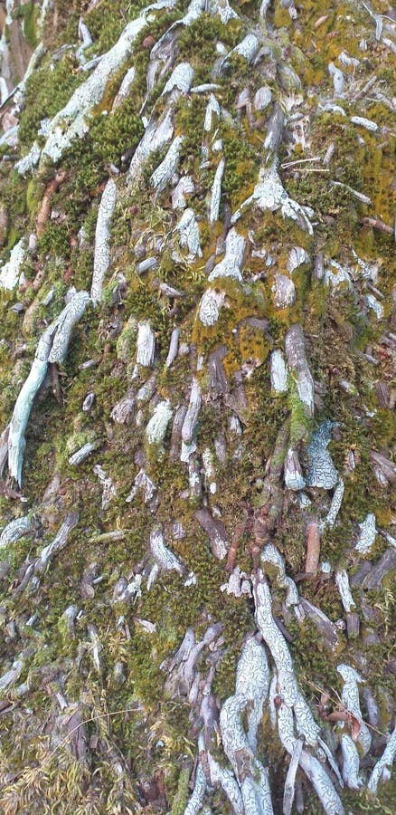 Coconut tree roots stock image. Image of trees, coconut - 280685389