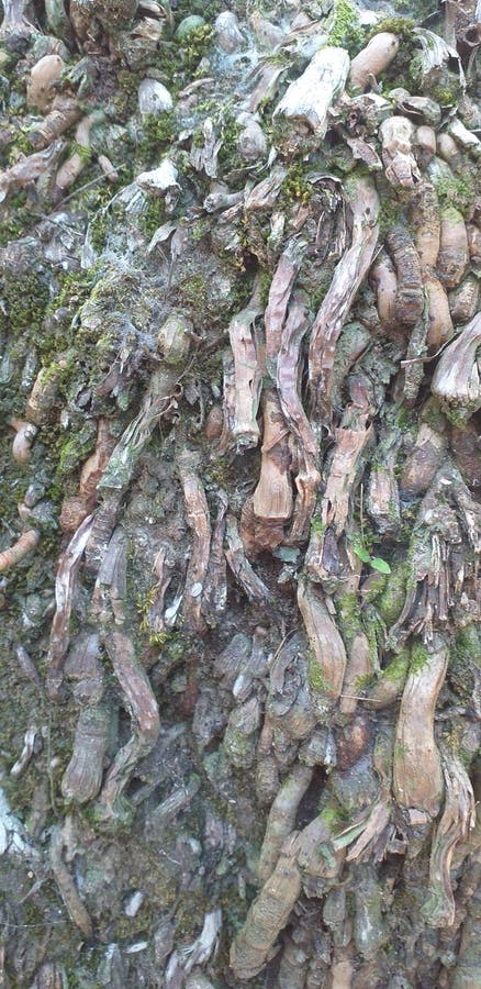 Coconut tree roots stock image. Image of trees, filled - 280685411