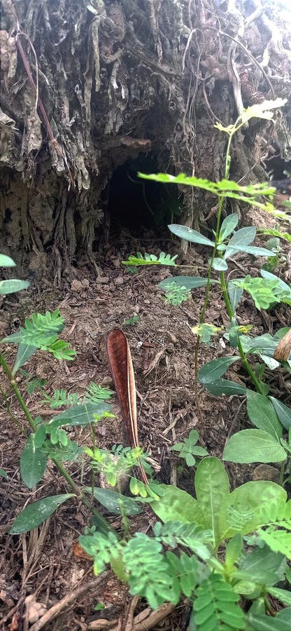 Coconut Tree Roots are Like a Scary Cave Stock Photo - Image of coconut ...