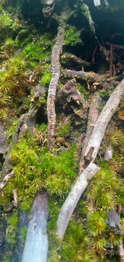 Coconut Tree Roots that are Old and Weathered, and Overgrown with Moss ...