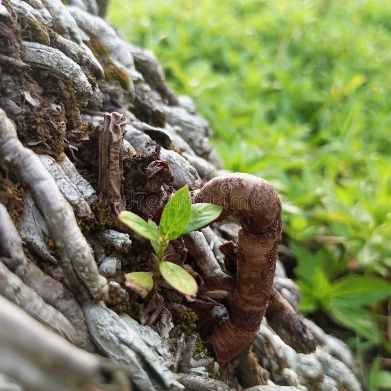 Coconut Tree Roots with Small Trees Growing on Them Stock Photo - Image ...