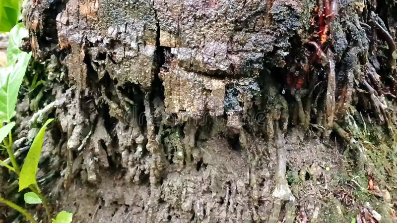 Coconut Tree Roots Wet after Rain. Close Up of Wet Coconut Roots Stock ...