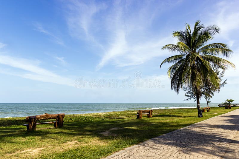 Coconut Tree on Samila Beach Stock Image - Image of samila, thailand ...