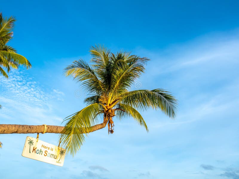 Coconut Tree at Sand Beach at Samui Island Stock Photo - Image of ...