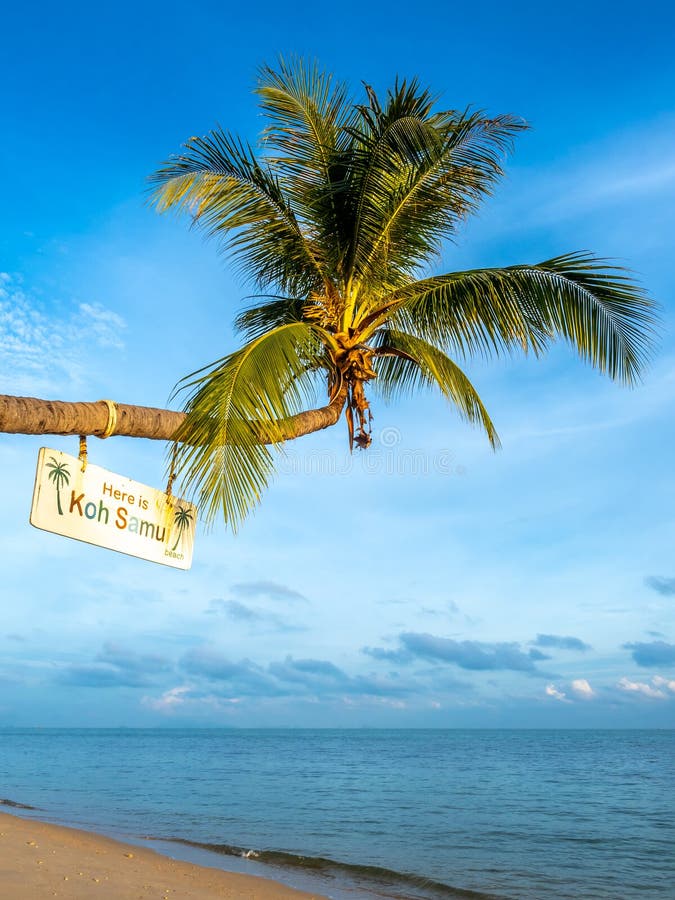 Coconut Tree at Sand Beach at Samui Island Stock Photo - Image of ...