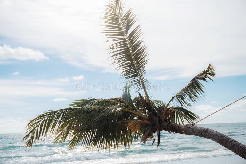 Coconut tree at sea stock image. Image of asia, ocean - 168580599