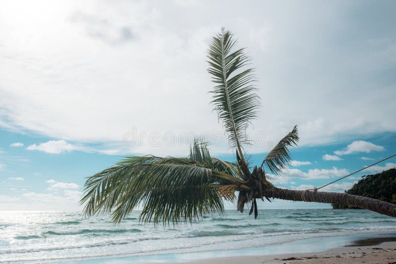 Coconut tree at sea. stock photo. Image of nature, blue - 127566228