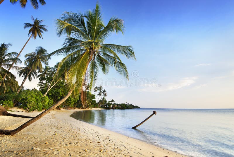Coconut tree and sea stock image. Image of beautiful - 76414573