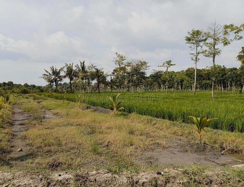 Coconut Tree Seedlings are Planted Along the Sides of Green Rice Fields ...