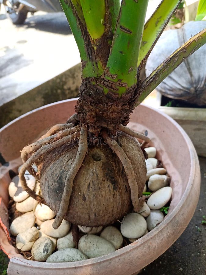 Coconut Tree Seeds Grow and Develop in Pots Stock Photo - Image of tree ...