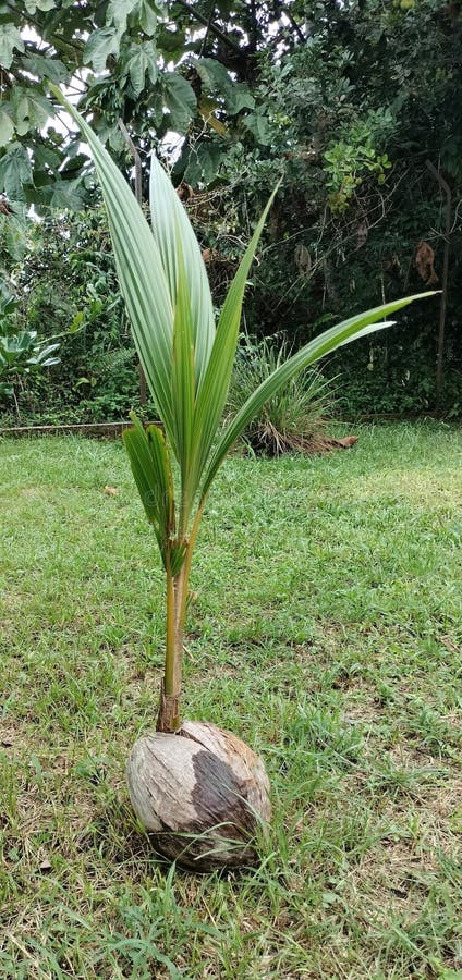 Coconut Tree Seeds that Grow on the Ground Stock Image - Image of tree ...