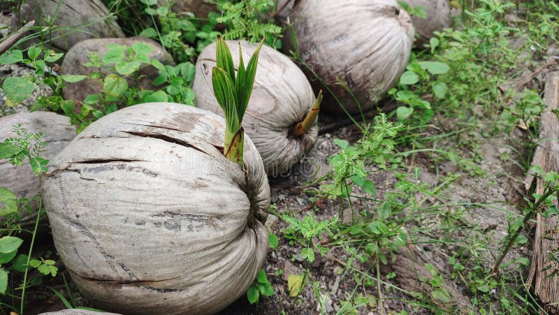 Coconut Tree Seeds that Have Not Been Planted yet. Coconut Tree Sprout ...