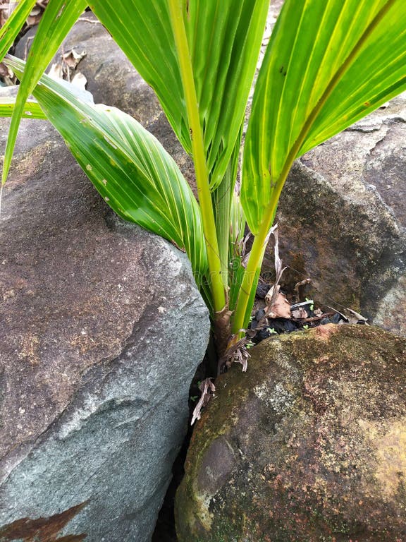 Coconut Tree Seeds Thrive from the Sidelines of the Rocks Stock Photo ...