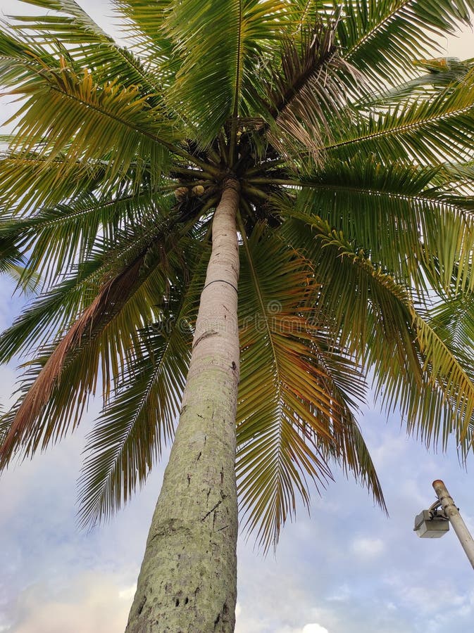 A Coconut Tree Seen from the Bottom Angle Stock Image - Image of bottom ...