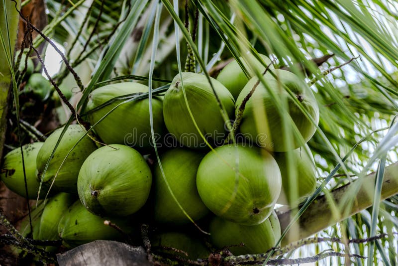 A Coconut Tree with Several Green Coconuts on it S Branch Stock Photo ...