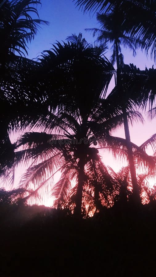 Coconut Tree Shilouete stock photo. Image of shadow - 220361320