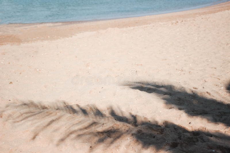 Coconut tree shadow stock photo. Image of travel, beach - 91903962
