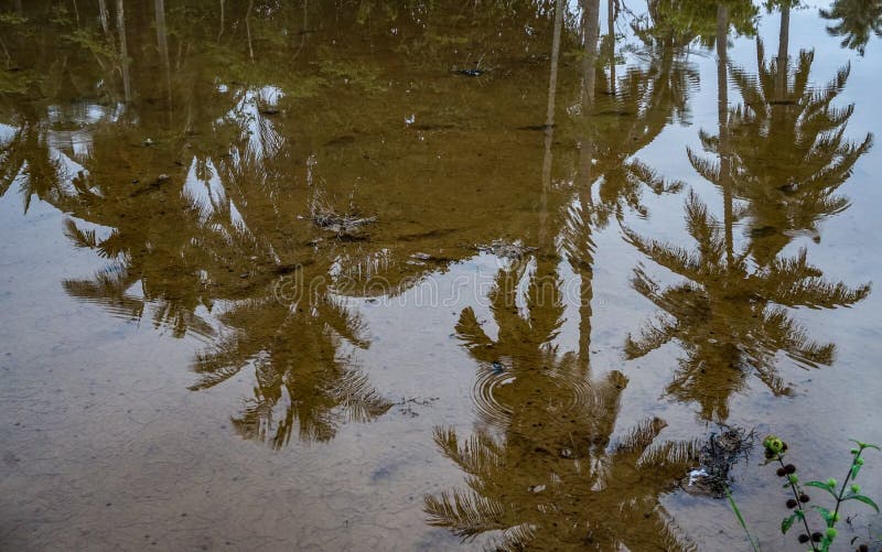 Coconut tree shadow stock photo. Image of woodland, frost - 198643052