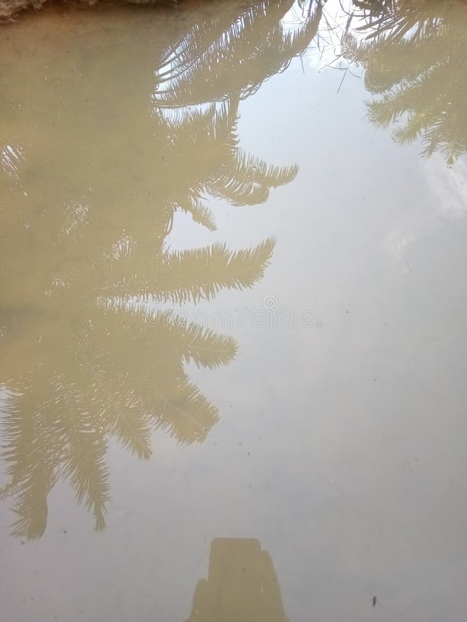 Coconut tree shadow stock photo. Image of plant, sunlight - 248727370