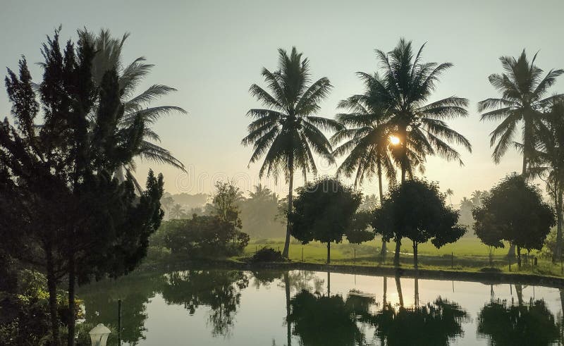 Coconut Tree with Shadow Over Pond, in a Rice Field Stock Image - Image ...