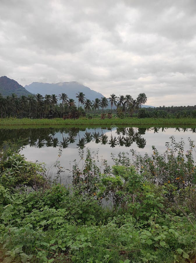 Coconut Tree Shadow in Water Stock Image - Image of nature, coconut ...