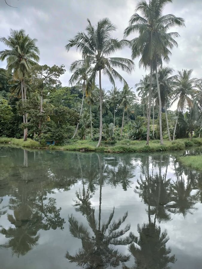 Coconut Tree with Shadow in Water and Blue Sky Stock Image - Image of ...