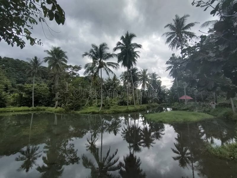 Coconut Tree with Shadow in Water Stock Photo - Image of tropics, pond ...