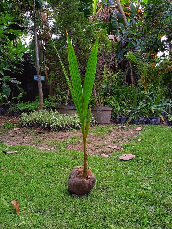 Coconut Tree Shoots in the Garden Stock Photo - Image of growing ...
