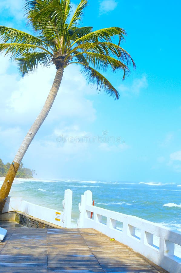 Coconut Tree on the Shore of the Indian Ocean Stock Image - Image of ...
