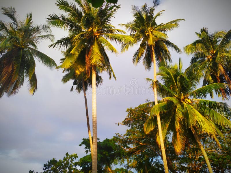 Coconut Tree Shot from Low Angel View Stock Image - Image of view, shot ...