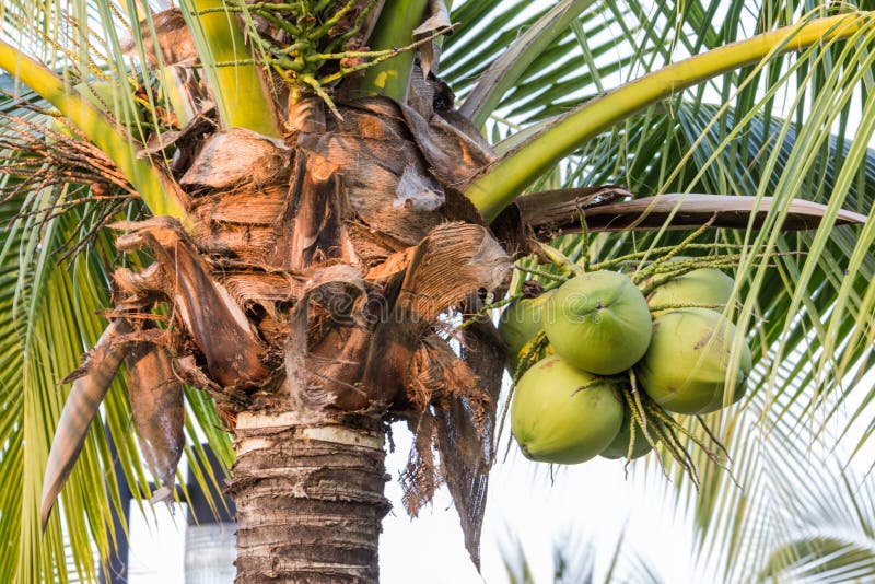 Coconut tree stock image. Image of natural, cuba, fruit - 52474833