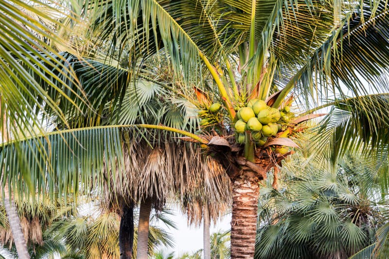 Coconut tree stock photo. Image of palm, single, tree - 36279010