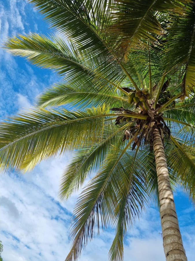 Coconut Tree Shown from Below Exposing the Sky Stock Photo - Image of ...