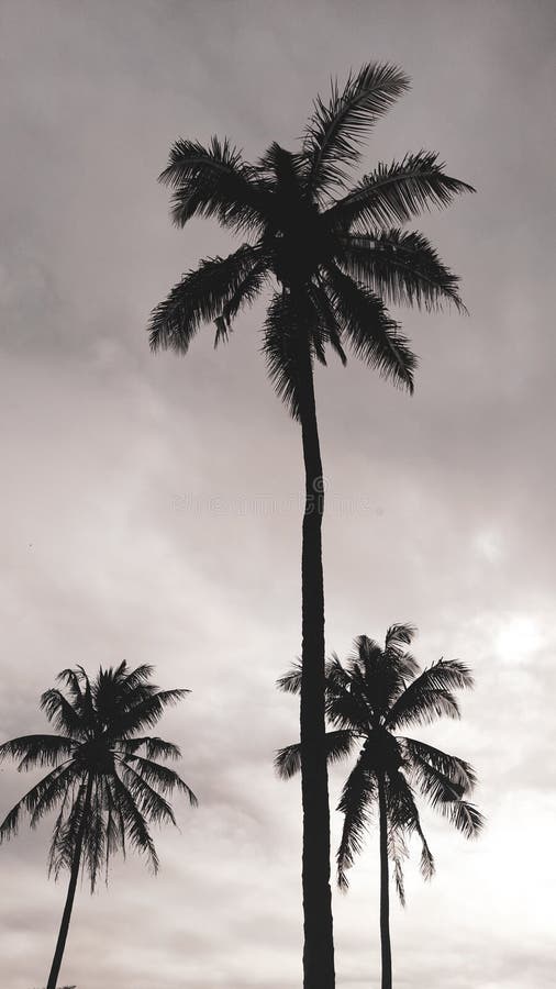 Coconut Tree Silhouette in Indonesia Stock Photo - Image of background ...