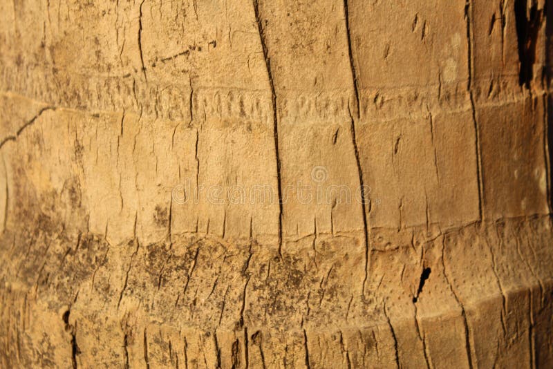 1,212 Coconut Skin Texture Background Stock Photos - Free & Royalty ...