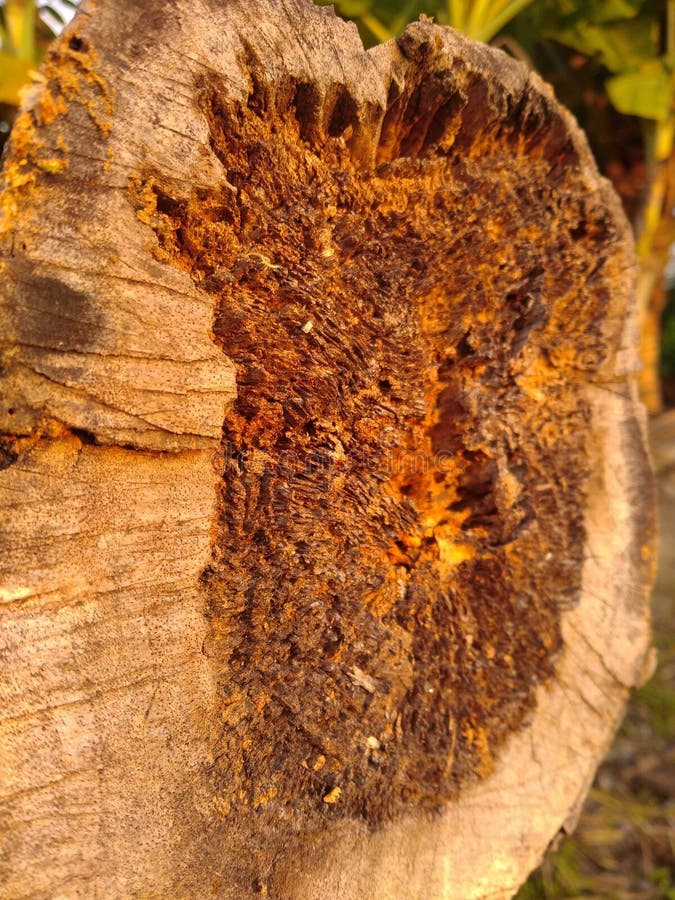 Coconut Tree Skin from Dead Tree Stock Image - Image of fibre, roots ...