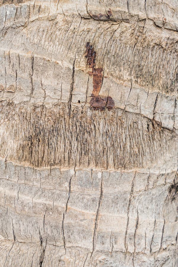 Coconut Tree Skin Texture Background Stock Image - Image of summer ...