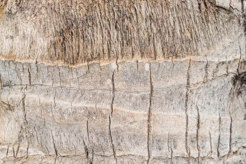 Coconut Tree Skin Texture Background Stock Image - Image of closeup ...