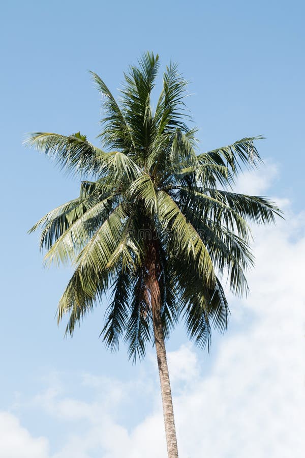 Coconut tree base stock image. Image of nutrition, coconut - 34636371
